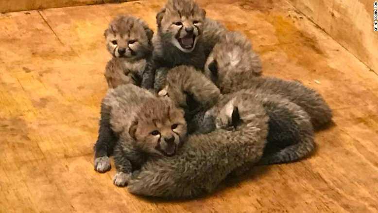 Cheetah has record-breaking 8-cub litter at zoo