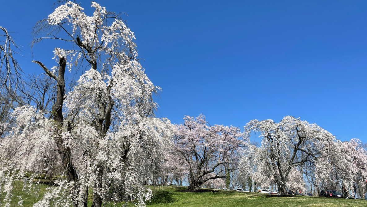 Cherry tree grove at Cincinnati's Ault Park now in bloom