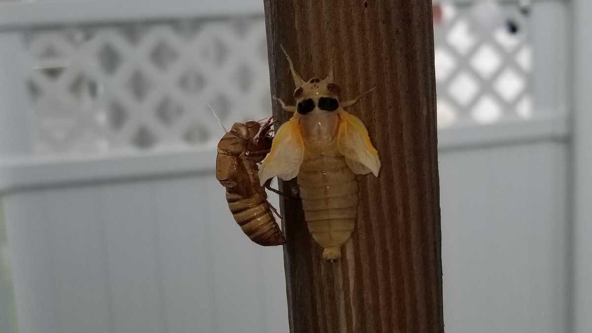 Photos: See the Brood X Cicadas emerging in Maryland