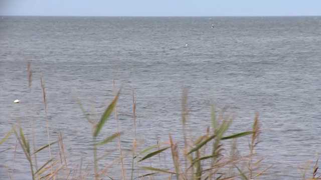 Legend of Chessie alive, well in Maryland