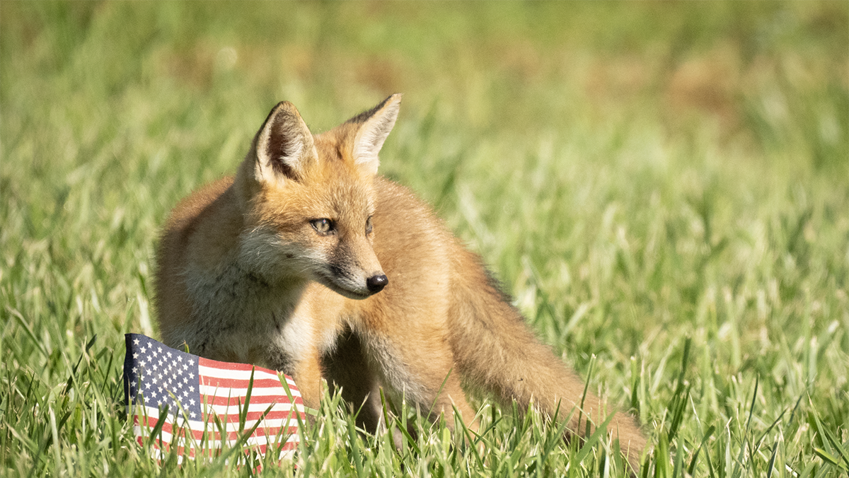 Curious fox investigates American flag in Chester County, Pa.