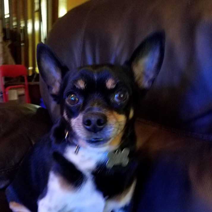 Happy National Love Your Pet Day!
