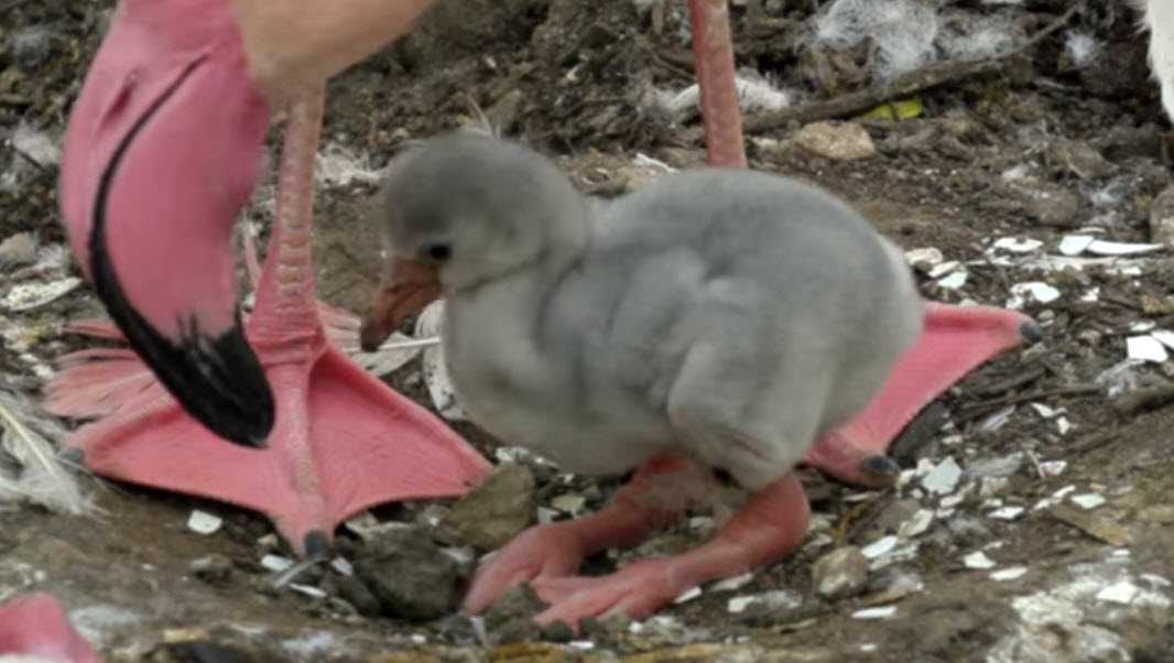 First flamingo chick of the year hatches at Cincinnati Zoo