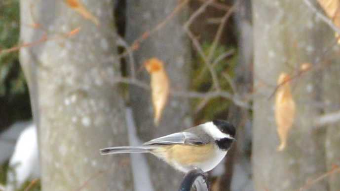 Bill seeks to settle which chickadee is Maine's official state bird