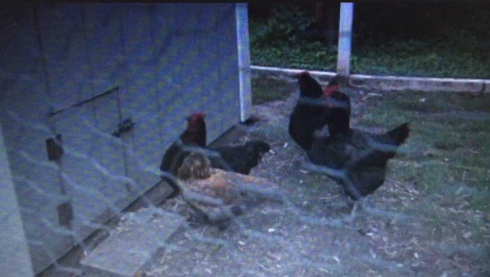Common Council changes permit process for backyard chickens