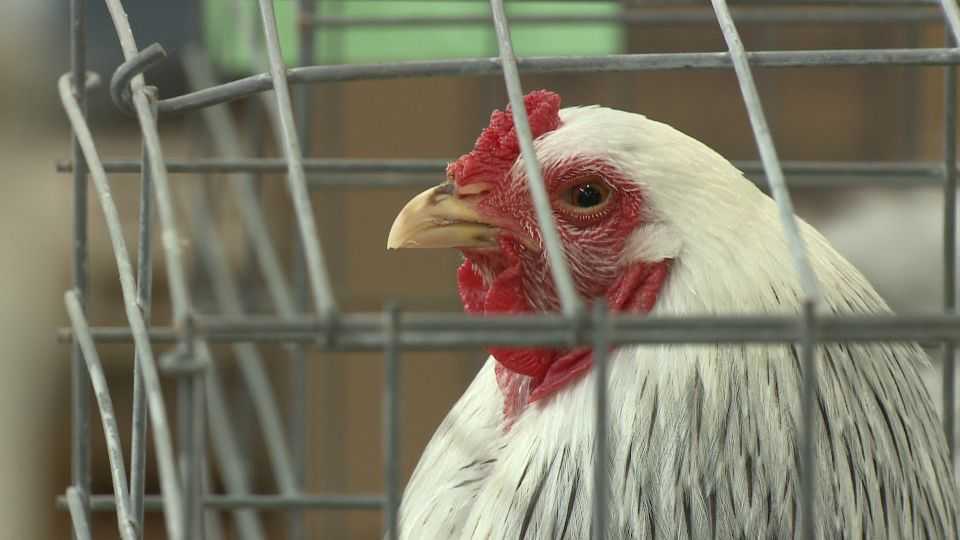 Monday, December 18th: Show Chickens