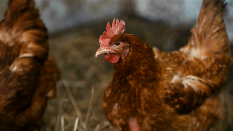 Bird flu confirmed in Copiah County flock