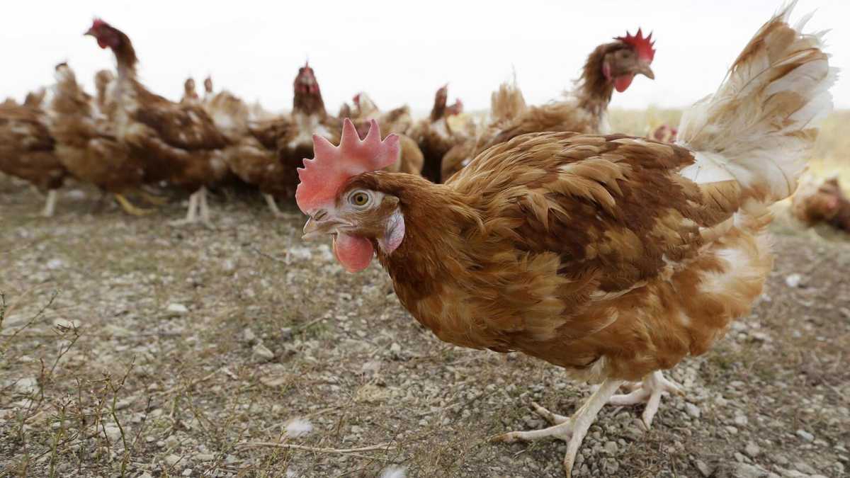 Georgia: Bird flu detected, poultry sales put on hold - WJCL
