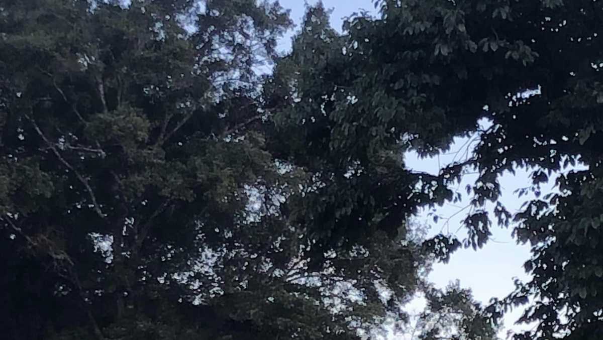 South Carolina: Before, after photos of chicken coop explosion