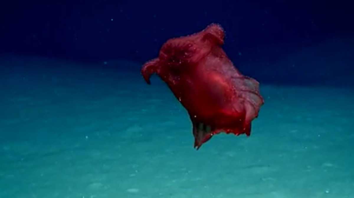 'Headless chicken monster' spotted in waters off Antarctica