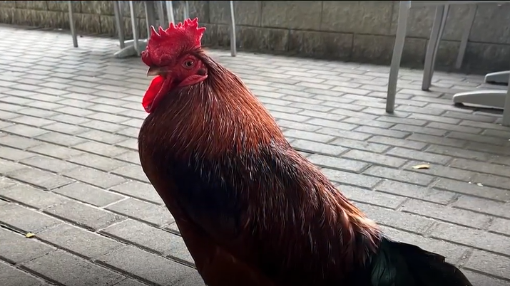 Why chickens in downtown Oviedo were relocated Why chickens in downtown Oviedo were relocated