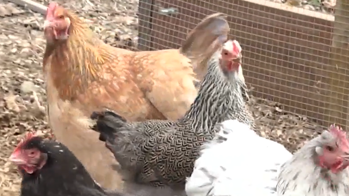 Raising chickens for eggs turns out to be no bargain