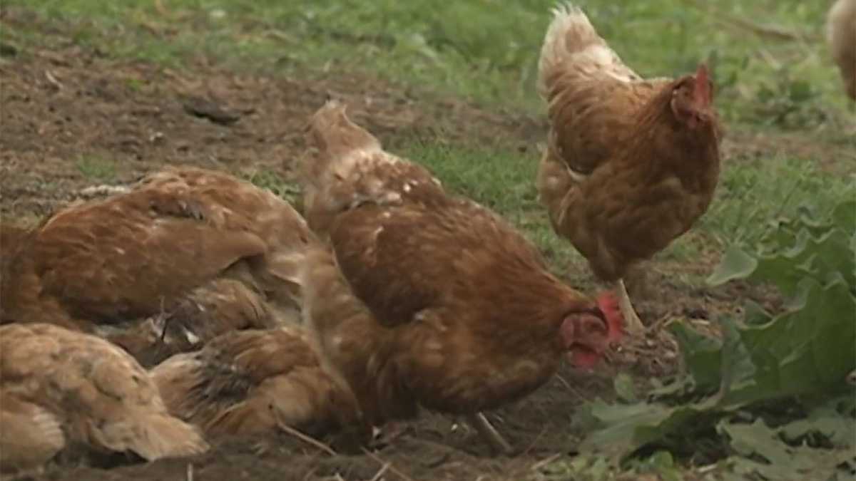 Officers Chase, Frye help catch loose chicken