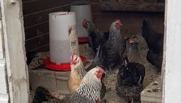 Milo chicken farmer protects her endangered birds from bird flu