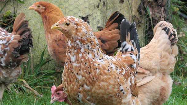 Outbreak of poultry disease cancels chicken exhibit at the Salinas ...