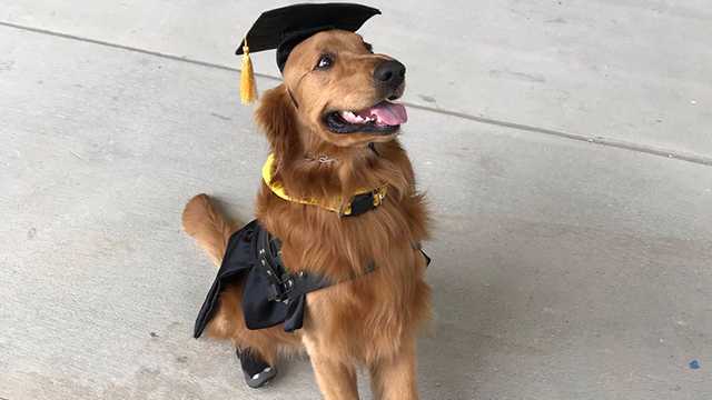 Service dog graduates with owner at UMBC