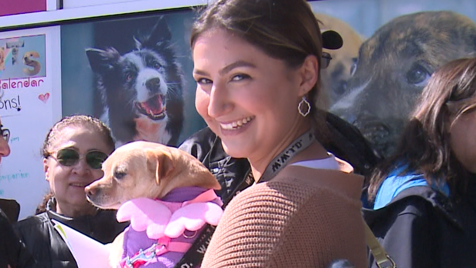 Chihuahua adoption event draws a big crowd