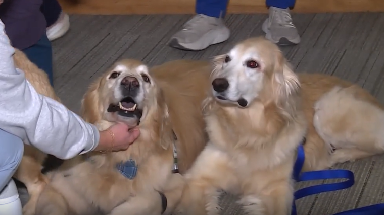 Cincinnati Children’s Hospital celebrates retirement of 2 therapy dogs