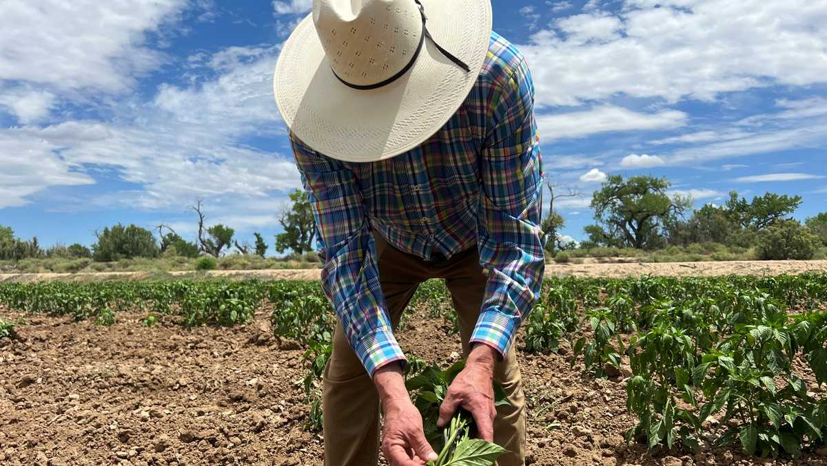Heavy monsoon rains threaten chile crops ahead of harvest
