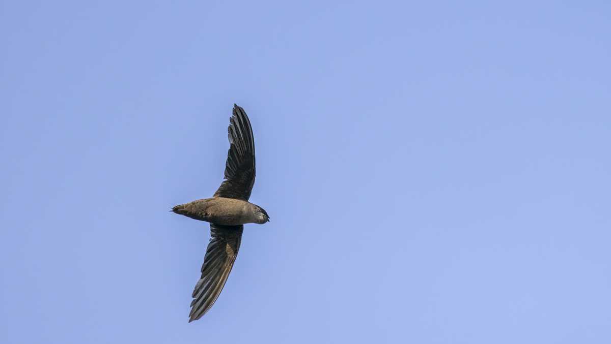 Chimney Swift faces threatened or endangered status