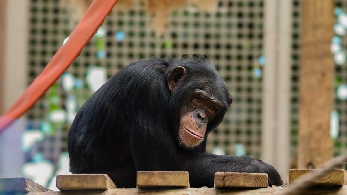 Tulsa Zoo announces pregnancy of 12-year-old chimpanzee