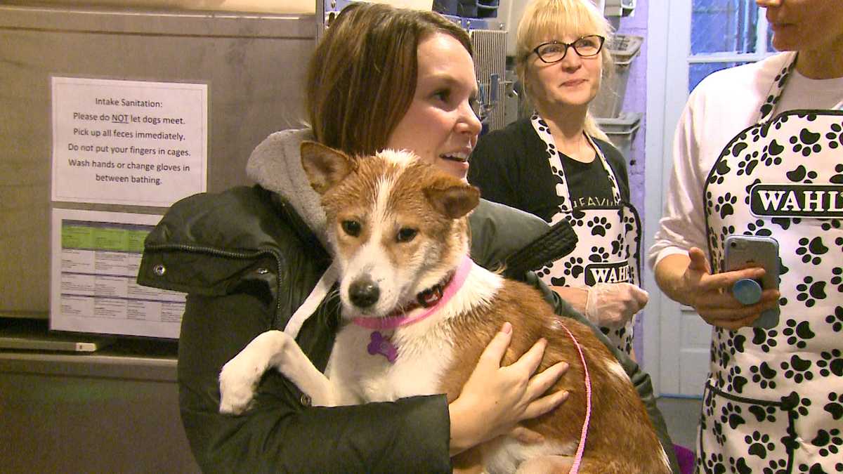 Dogs rescued from China arrive in Milwaukee