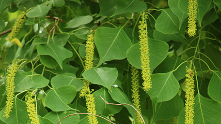 Mississippi trying to stop spread of invasive 'popcorn tree'
