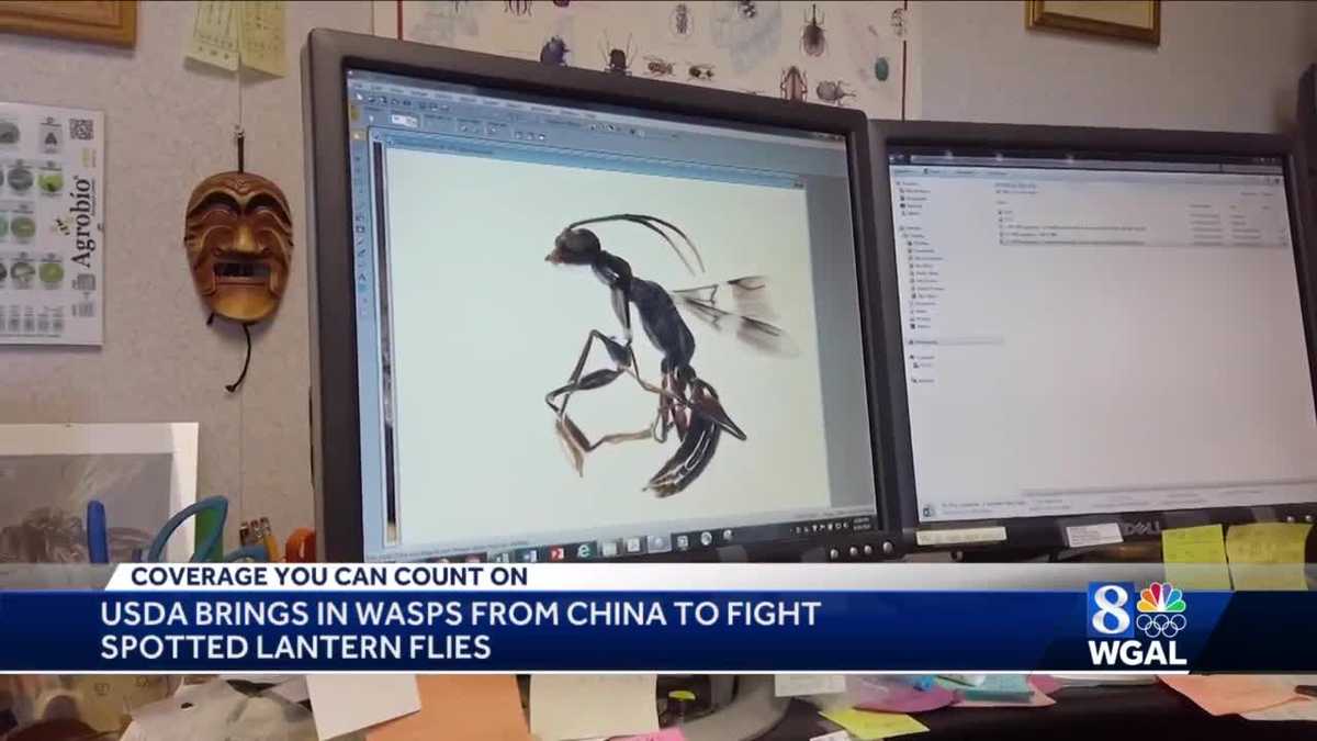 Could wasp from China stop spotted lanternfly invasion?