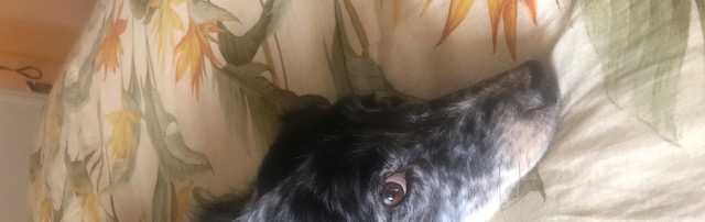Lost and Found Pets in the WXII 12 Community