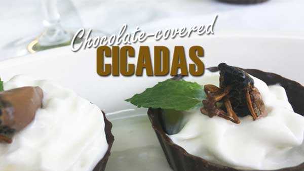 How to make chocolate-covered cicadas
