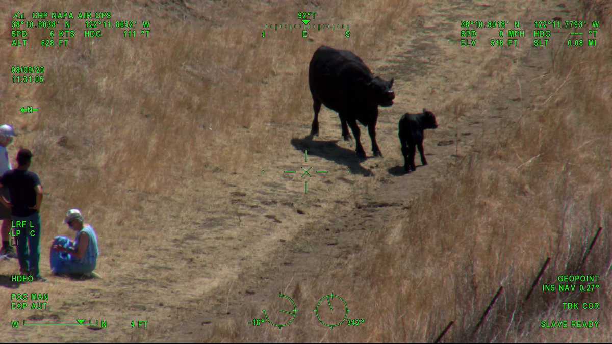 2 evacuated by helicopter after Bay Area hostile cow attack