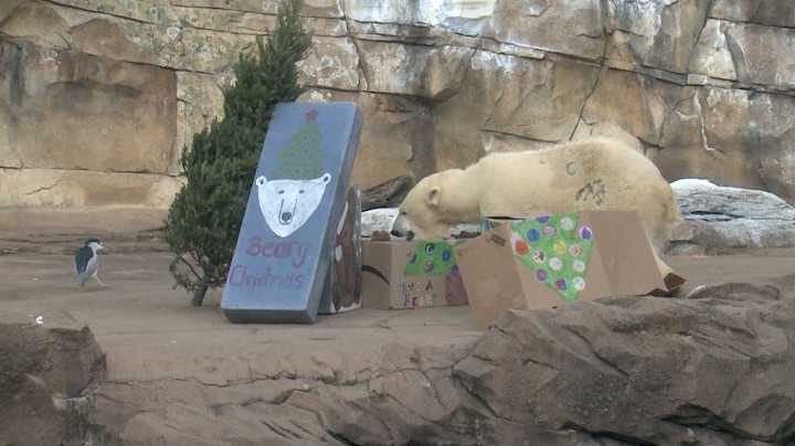 Animals at the Louisville Zoo get a holiday surprise from Santa and Mrs ...
