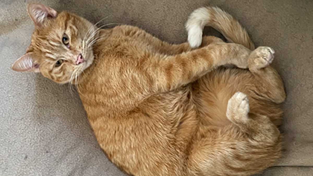 Pickles McButterpants the Muffin Slayer wins wackiest pet name competition