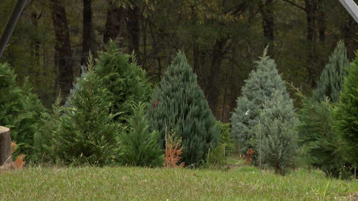MDOT offers transportation tips to help get your holiday tree home safely