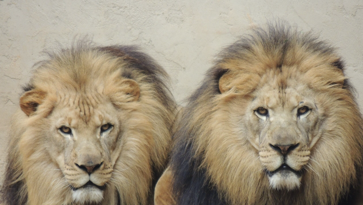 South Carolina: Greenville Zoo euthanizes remaining African lion
