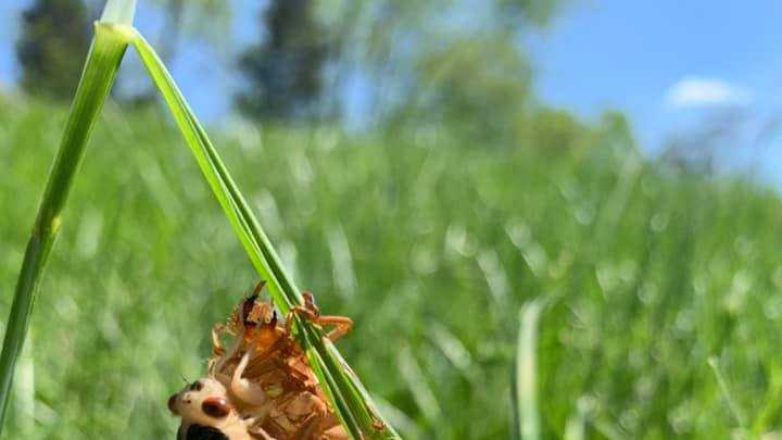 Photos: See the Brood X Cicadas emerging in Maryland