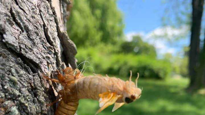 Photos: See the Brood X Cicadas emerging in Maryland