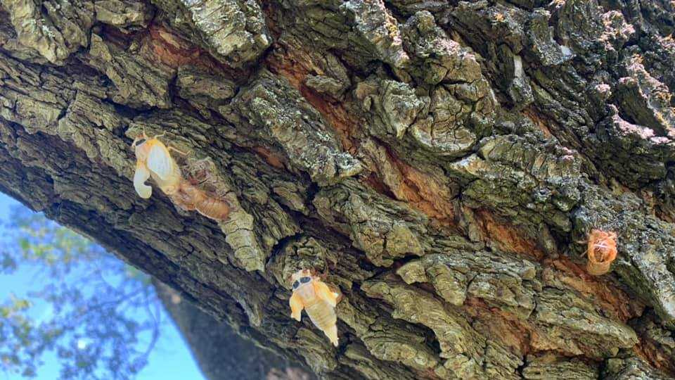 Photos: See the Brood X Cicadas emerging in Maryland