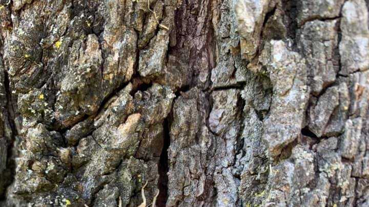 Photos: See the Brood X Cicadas emerging in Maryland