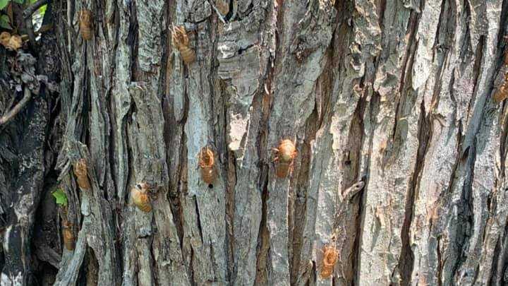 Photos: See the Brood X Cicadas emerging in Maryland