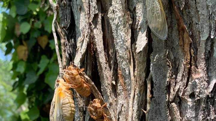 Photos: See the Brood X Cicadas emerging in Maryland