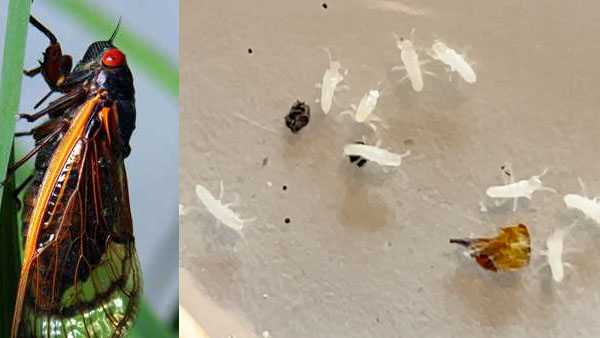 2038 Brood X cicadas make their first appearance in Cincinnati