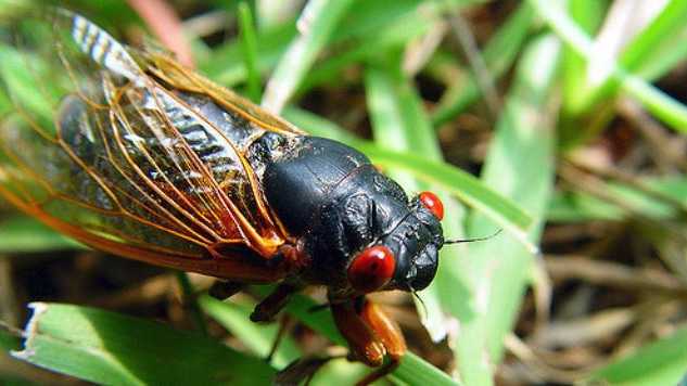 North Carolina will experience rare insect invasion this spring