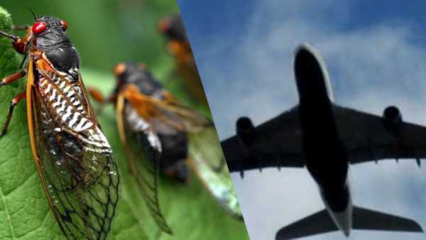Just how loud are cicadas? Large groups can drown out a low-flying plane