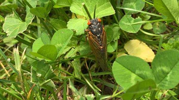 Some cicadas have arrived in Cincinnati. They're a year early