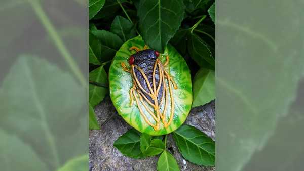 Cincinnati bakery selling cicada cookies, and no, they aren't made with ...