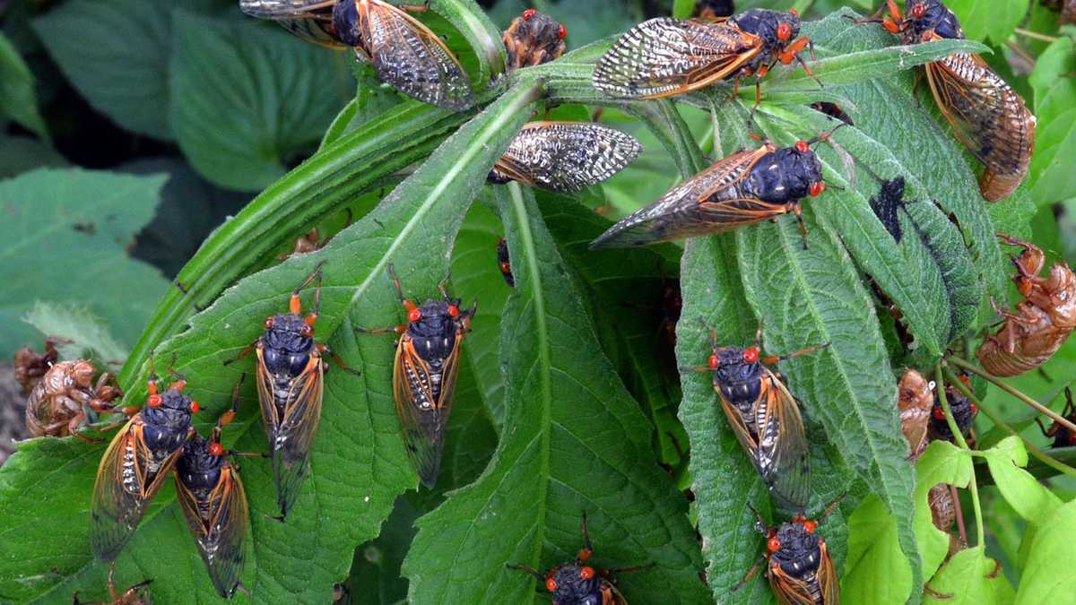 Kentucky, Indiana will see widespread cicada emergence in 2025