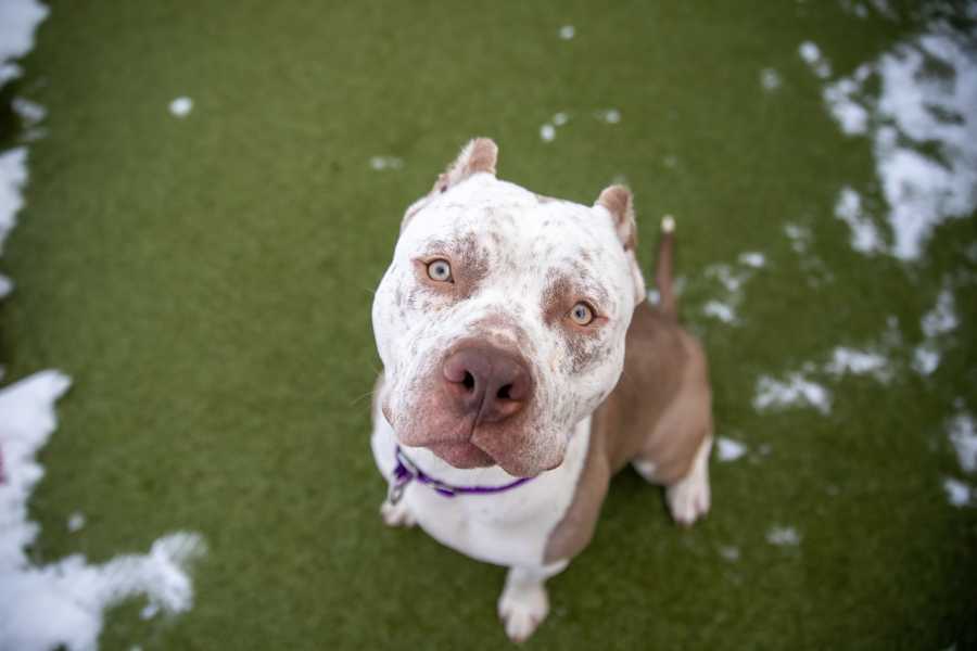 Dogs transported from Los Angeles fire zones ready for adoption in ...