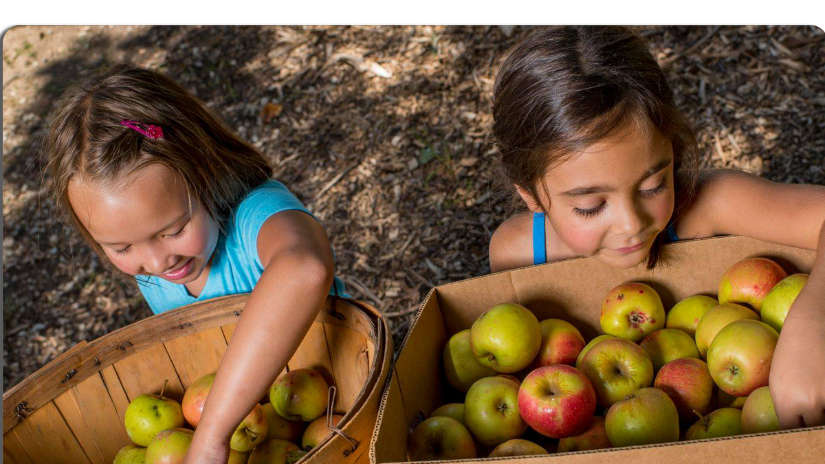 In Focus: Cider Hill Orchard a must-stop spot in the fall