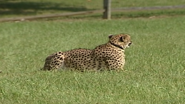 Remember this? Nearly 15 years ago, a Cincinnati Zoo cheetah set a ...